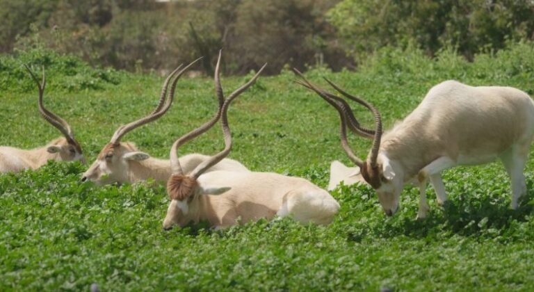 How the Addax Antelope Survives the World’s Harshest Desert - Afjrd