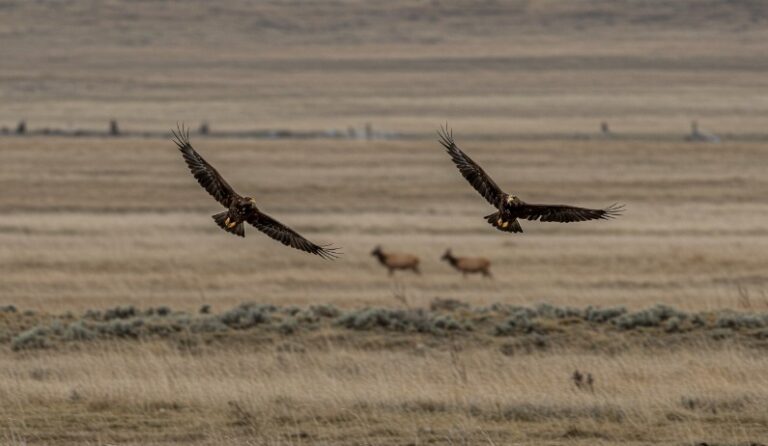 Raptor Birds: How They Hunt, Live, and Survive - Afjrd