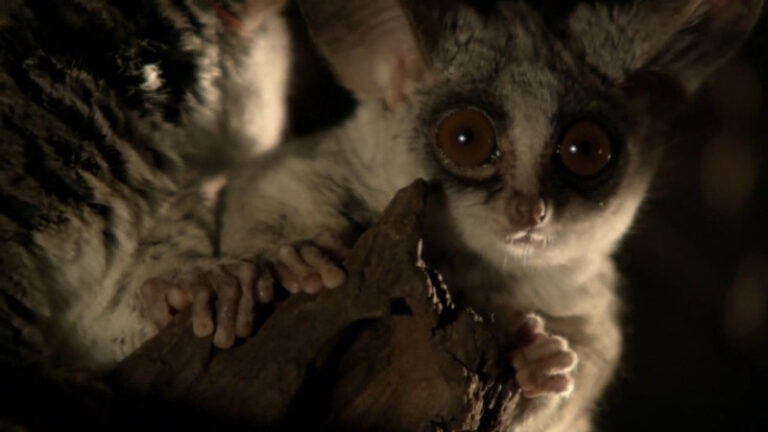 Top 10 Nocturnal Animals of the African Deserts - Afjrd