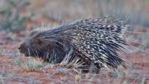 Top 10 Nocturnal Animals of the African Deserts - Afjrd