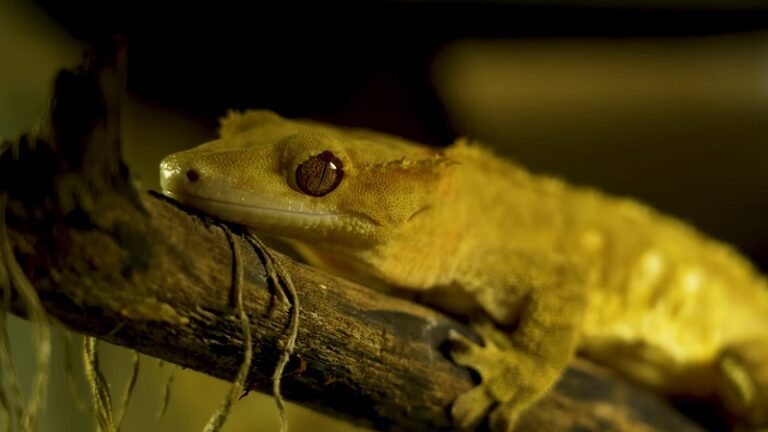 7 Best Pet Lizards That Are Known for Being Friendly and Safe - Afjrd