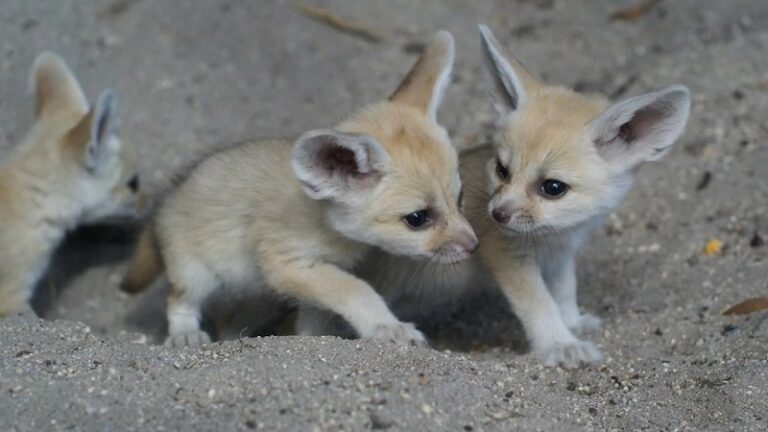 What Makes the Fennec Fox So Perfectly Adapted for Desert Life? - Afjrd