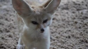 What Makes the Fennec Fox So Perfectly Adapted for Desert Life? - Afjrd