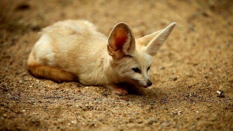 What Makes the Fennec Fox So Perfectly Adapted for Desert Life? - Afjrd
