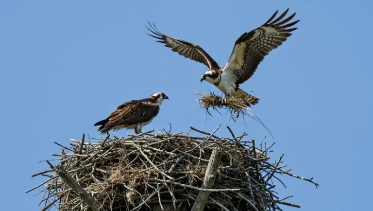 Raptor Birds: How They Hunt, Live, and Survive - Afjrd