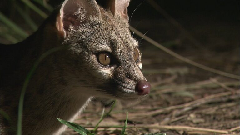 Top 10 Nocturnal Animals of the African Deserts - Afjrd