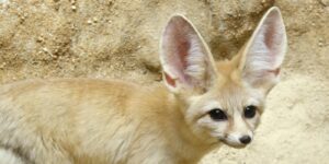 What Makes the Fennec Fox So Perfectly Adapted for Desert Life? - Afjrd