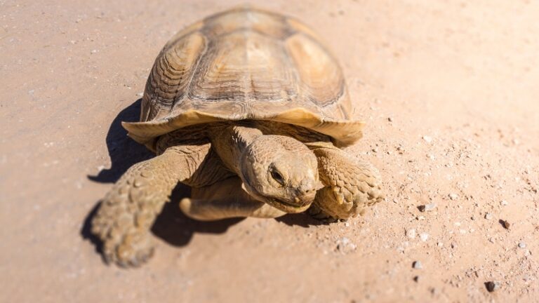 Do Animals Get Sunburned? How Desert Species Protect Their Skin - Afjrd