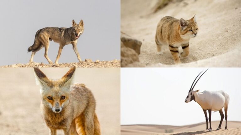 Wildlife That Survives in the Rub' al Khali Desert - Afjrd