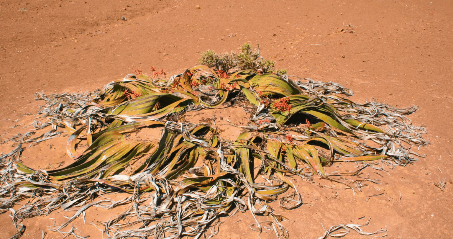 What Makes Welwitschia One of the World’s Most Unusual Plants? - Afjrd