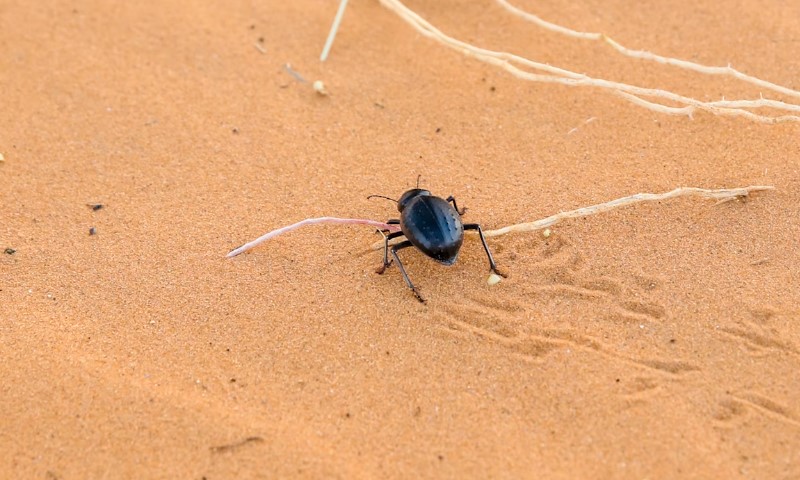 How Do Animals Survive In The Desert: 27 Ways Animals Beat Heat, Thirst ...