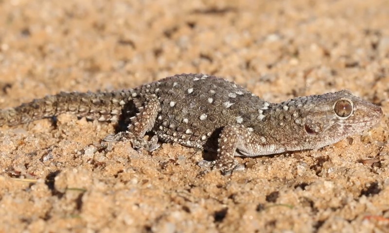 How Do Animals Survive In The Desert: 27 Ways Animals Beat Heat, Thirst ...