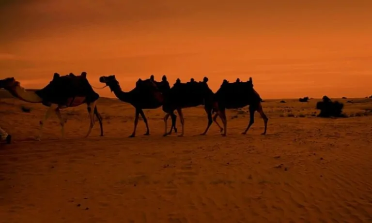 How Do Animals Survive In The Desert: 27 Ways Animals Beat Heat, Thirst ...