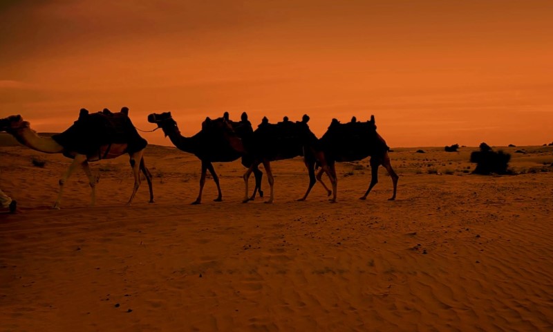 How Do Animals Survive In The Desert: 27 Ways Animals Beat Heat, Thirst ...