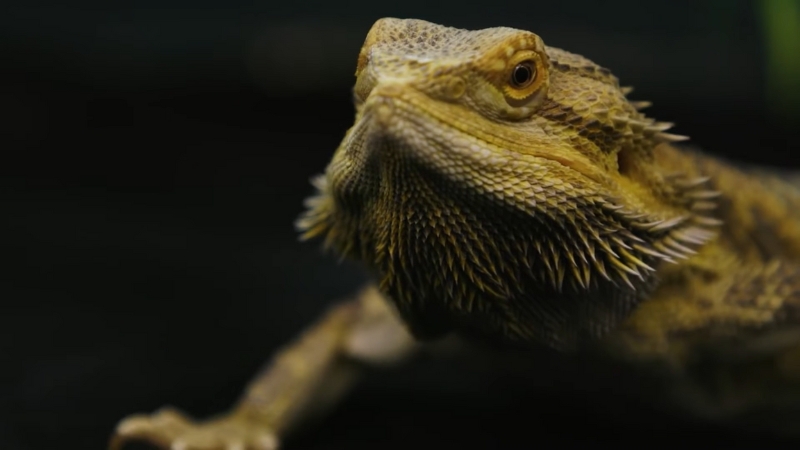 Common Desert Reptile Diseases - A First-Aid Guide for Bearded Dragon ...