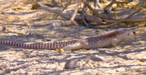 Desert Lizards: 23 Species Types, Adaptations, And Where They Live
