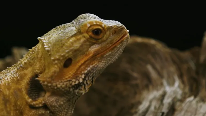 Common Desert Reptile Diseases - A First-Aid Guide for Bearded Dragon ...