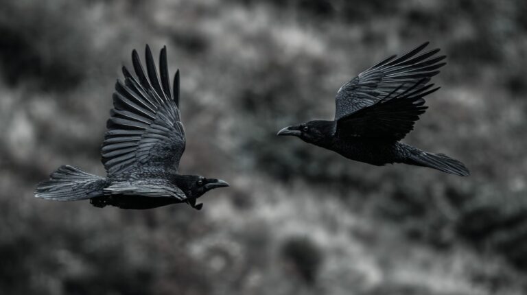 The Quickest Way to Tell a Raven Apart from a Crow - Afjrd